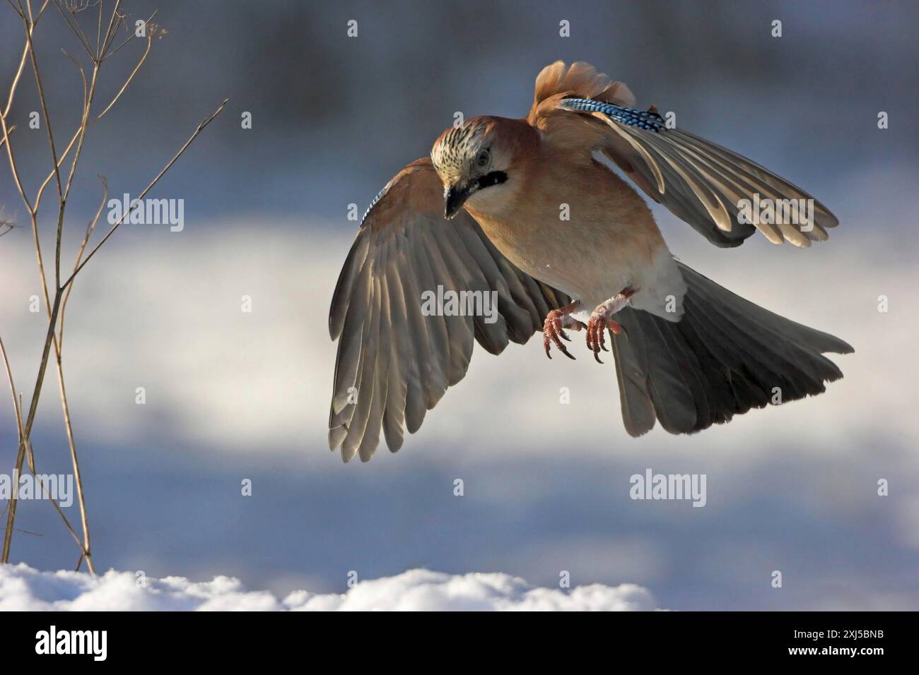 Jay, European Jay, Jay, eurasian jay (Garrulus glandarius), Geai des ...