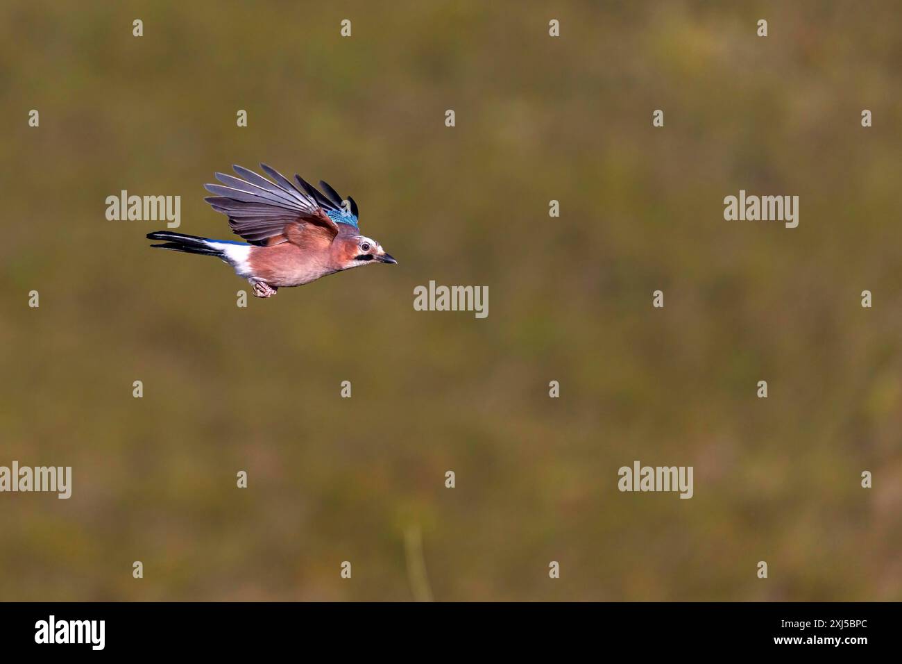 Jay, European Jay, Jay, eurasian jay (Garrulus glandarius), Geai des ...