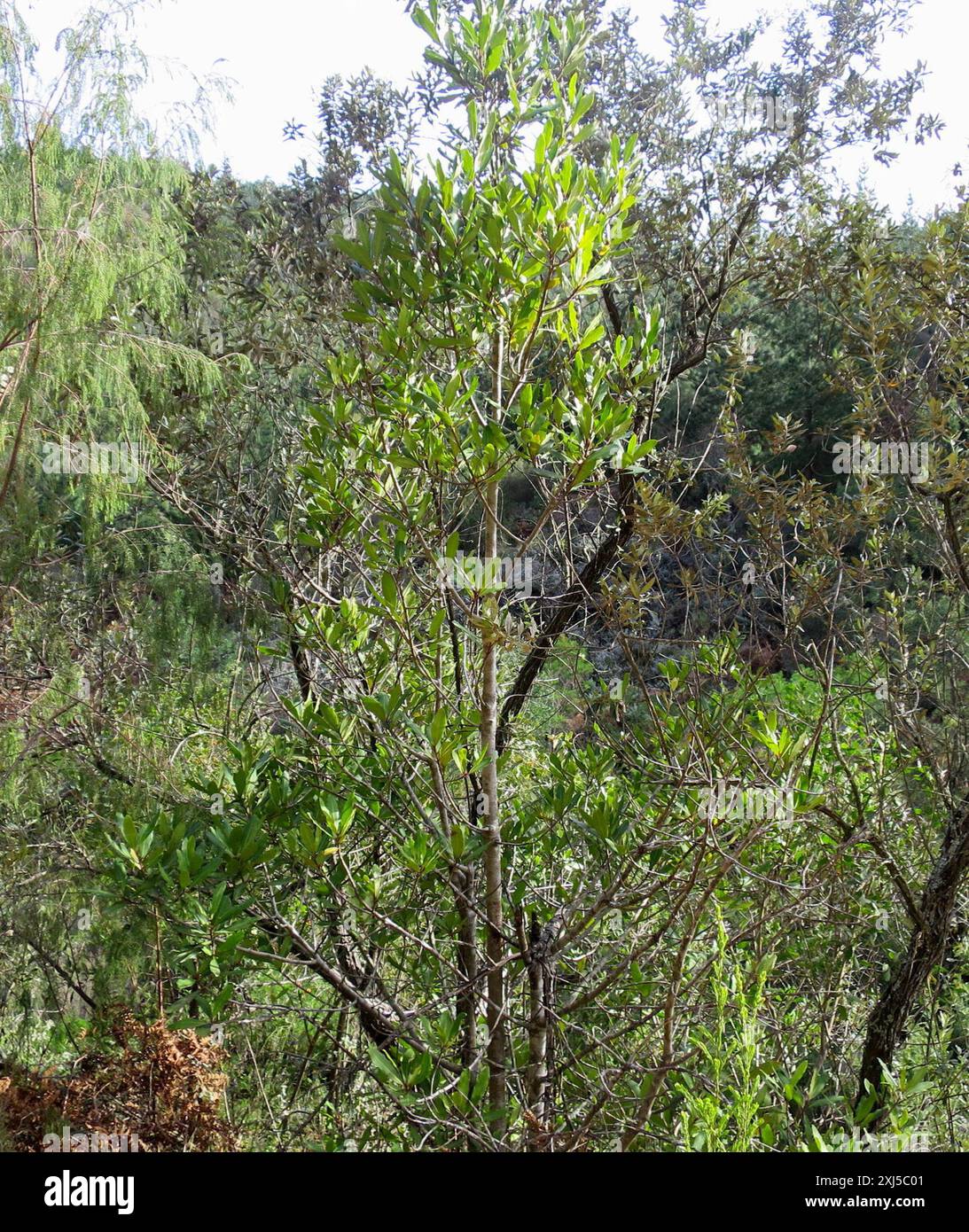 Cape beech (Rapanea melanophloeos) Plantae Stock Photo - Alamy