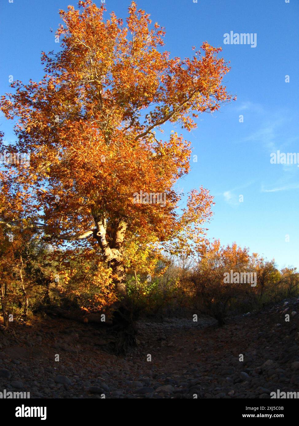 Arizona sycamore (Platanus wrightii) Plantae Stock Photo - Alamy