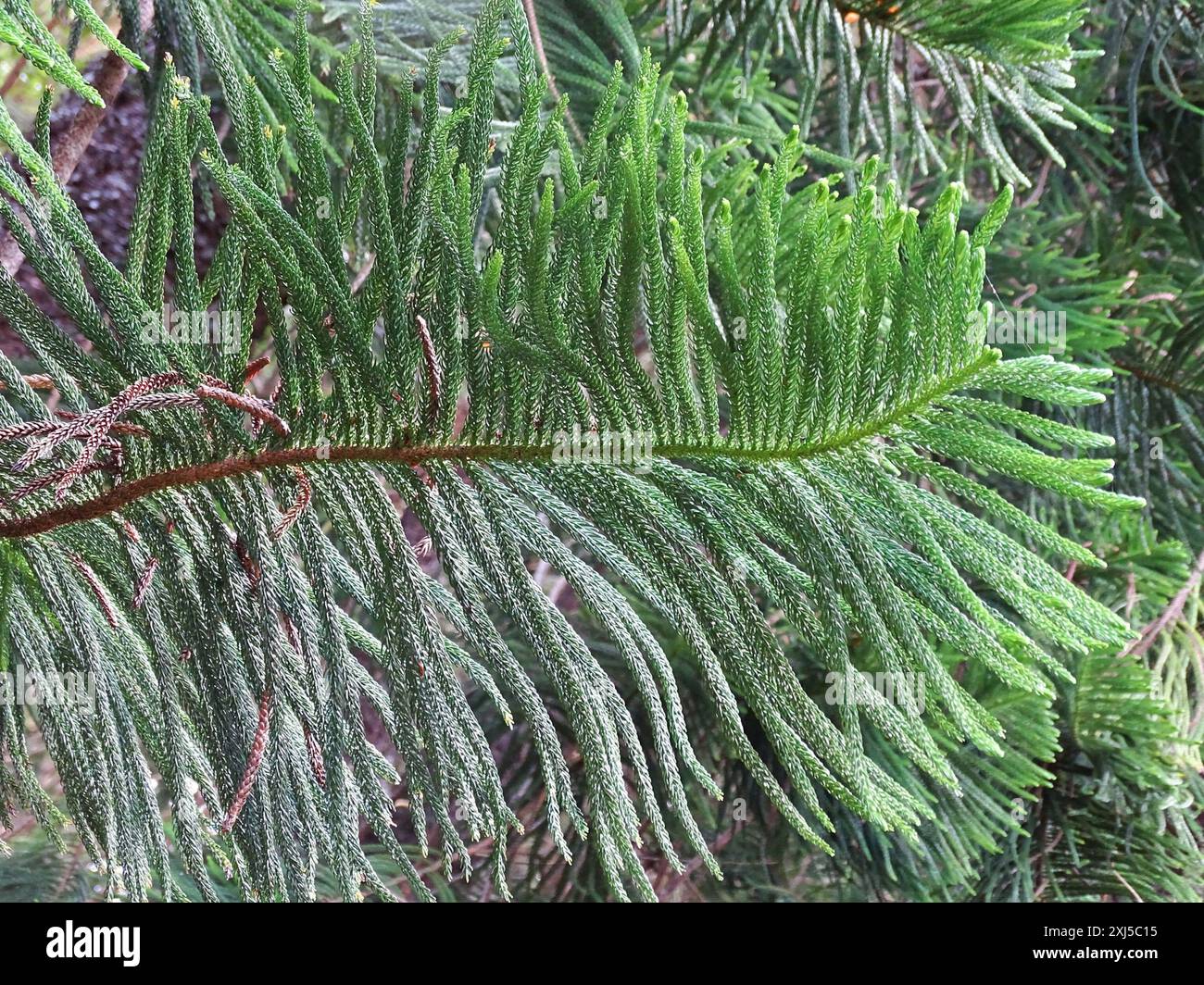 Cook pine (Araucaria columnaris) Plantae Stock Photo - Alamy