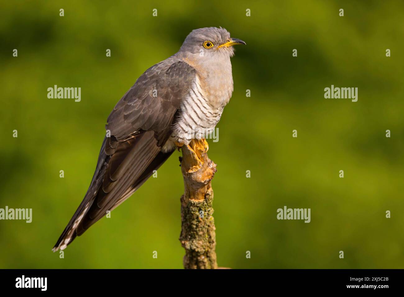 Common cuckoo (Cuculus canorus), Coucou gris, Cuco Europeo, Cuco Comun ...