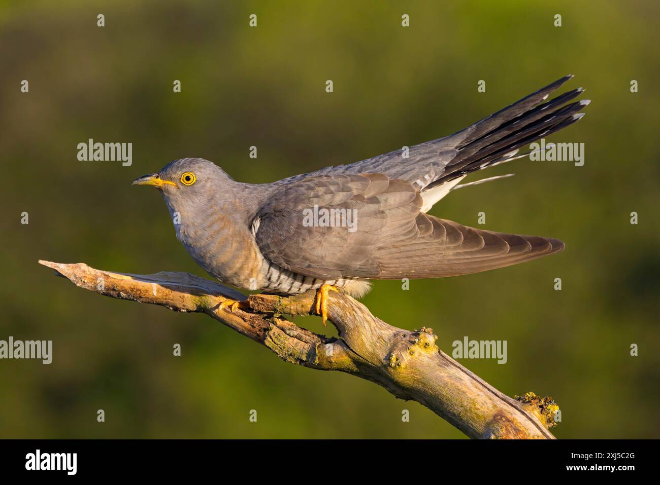 Common cuckoo (Cuculus canorus), Coucou gris, Cuco Europeo, Cuco Comun ...