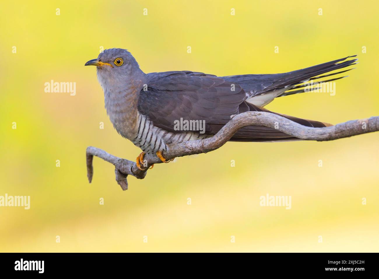 Common cuckoo (Cuculus canorus), Coucou gris, Cuco Europeo, Cuco Comun ...