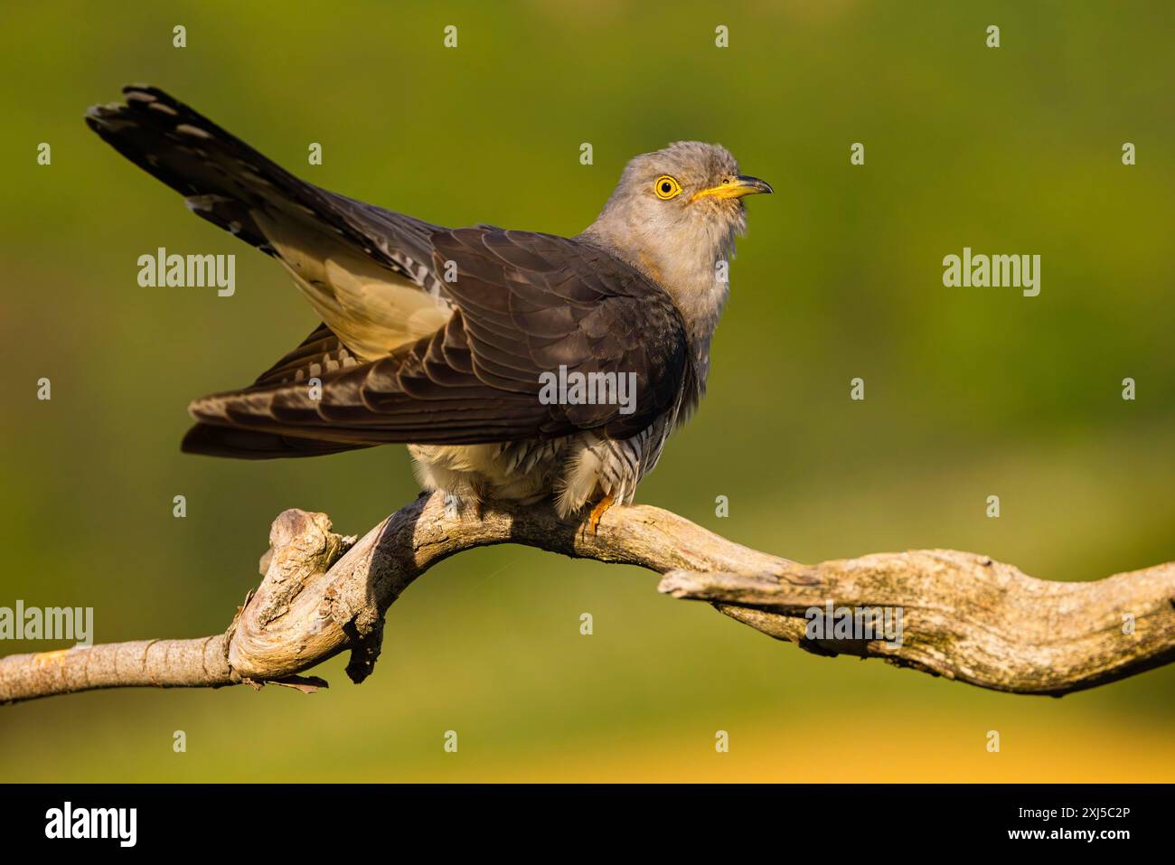 Common cuckoo (Cuculus canorus), Coucou gris, Cuco Europeo, Cuco Comun ...