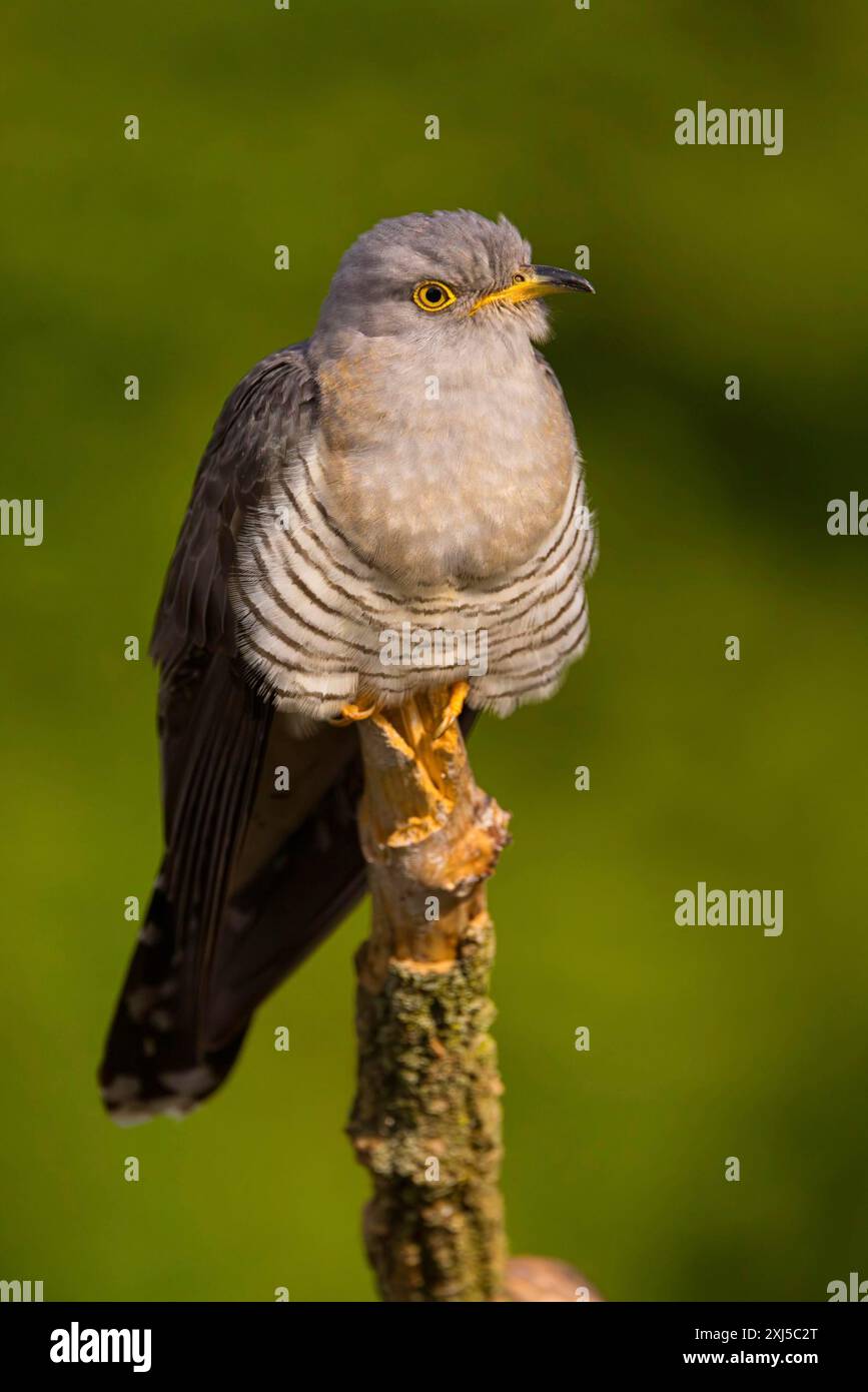Common cuckoo (Cuculus canorus), Coucou gris, Cuco Europeo, Cuco Comun ...