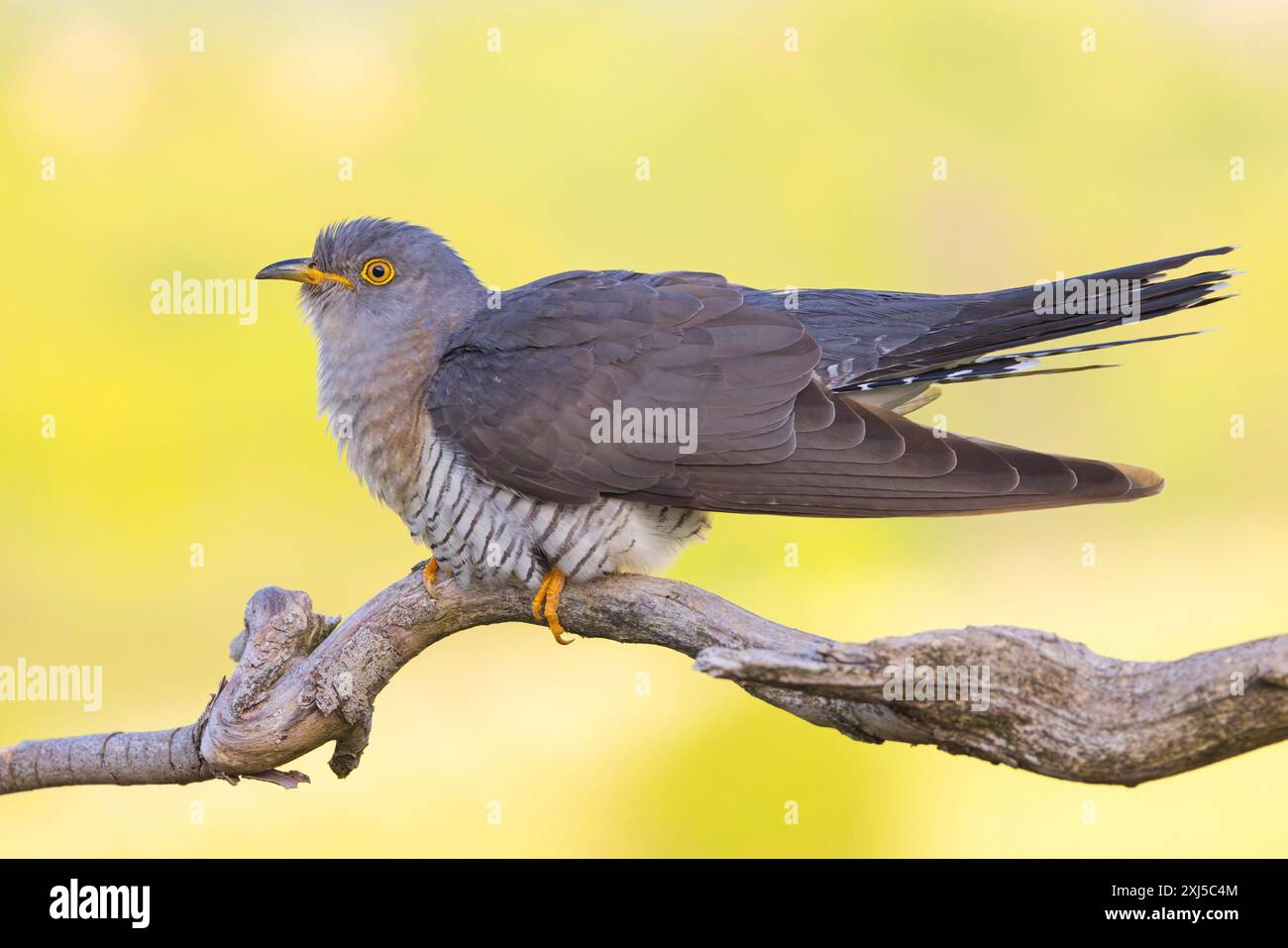 Common cuckoo (Cuculus canorus), Coucou gris, Cuco Europeo, Cuco Comun ...