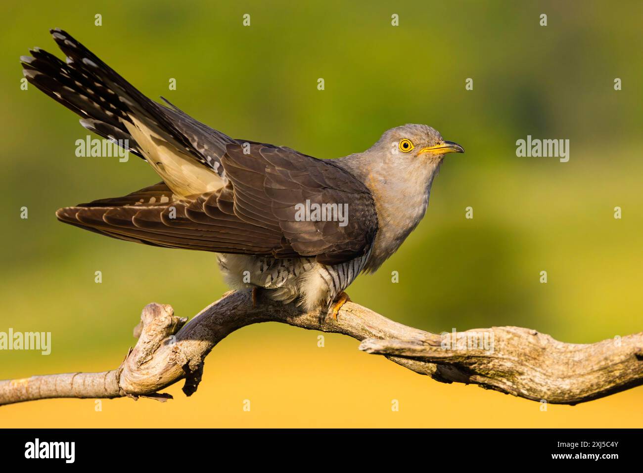 Common cuckoo (Cuculus canorus), Coucou gris, Cuco Europeo, Cuco Comun, Ast, branch, Ormoz area ...