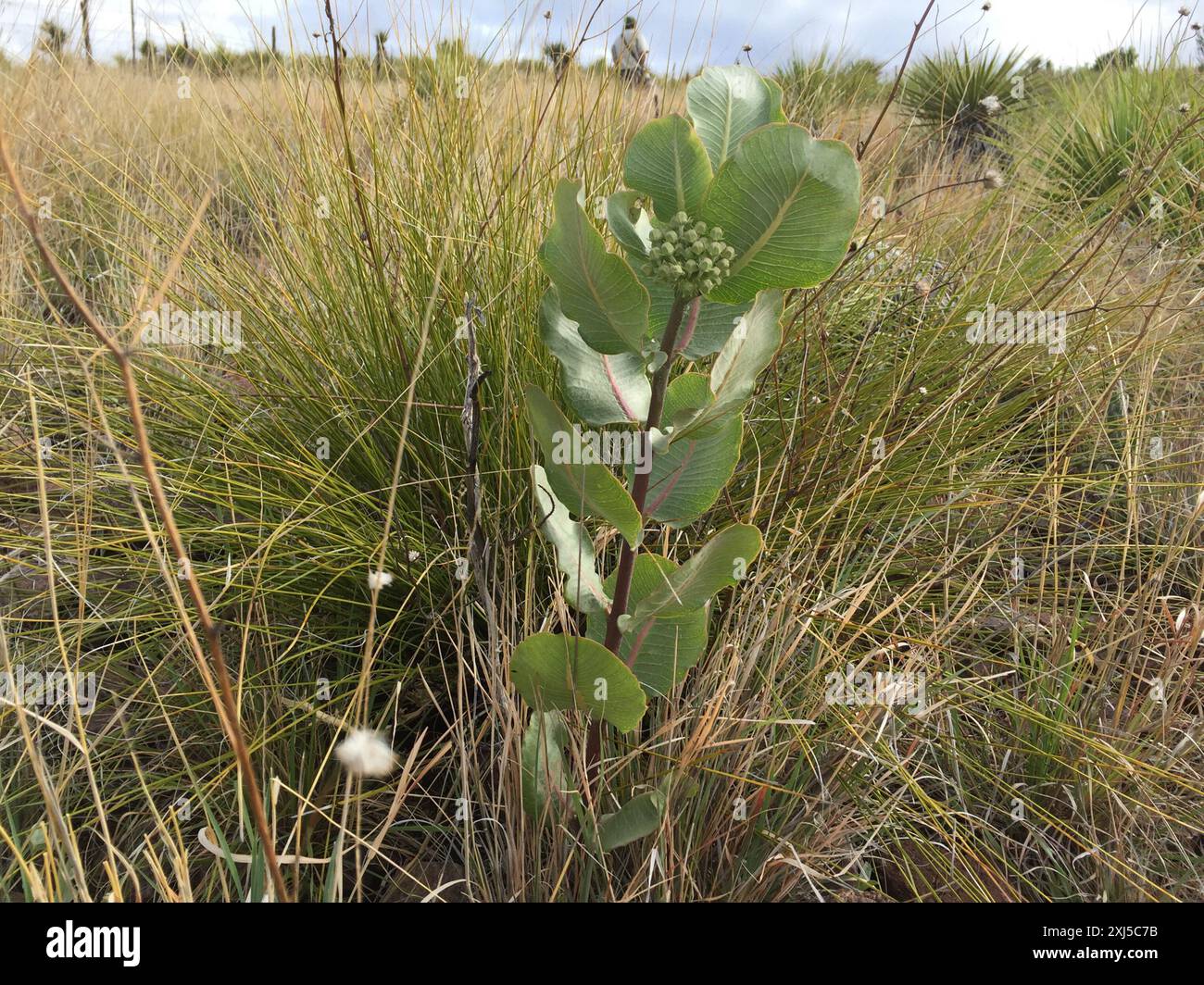 broadleaf milkweed (Asclepias latifolia) Plantae Stock Photo - Alamy