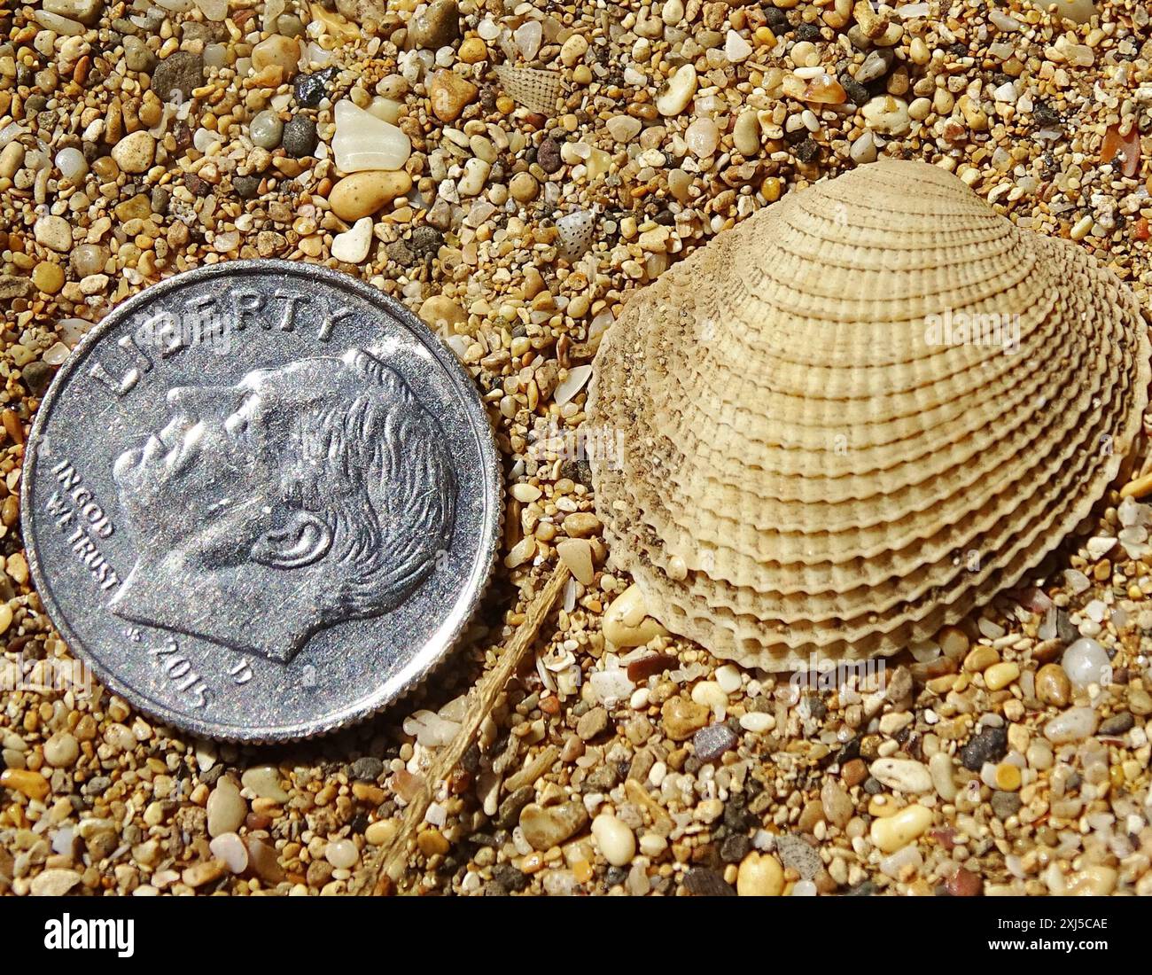 (Periglypta reticulata) Mollusca Stock Photo - Alamy