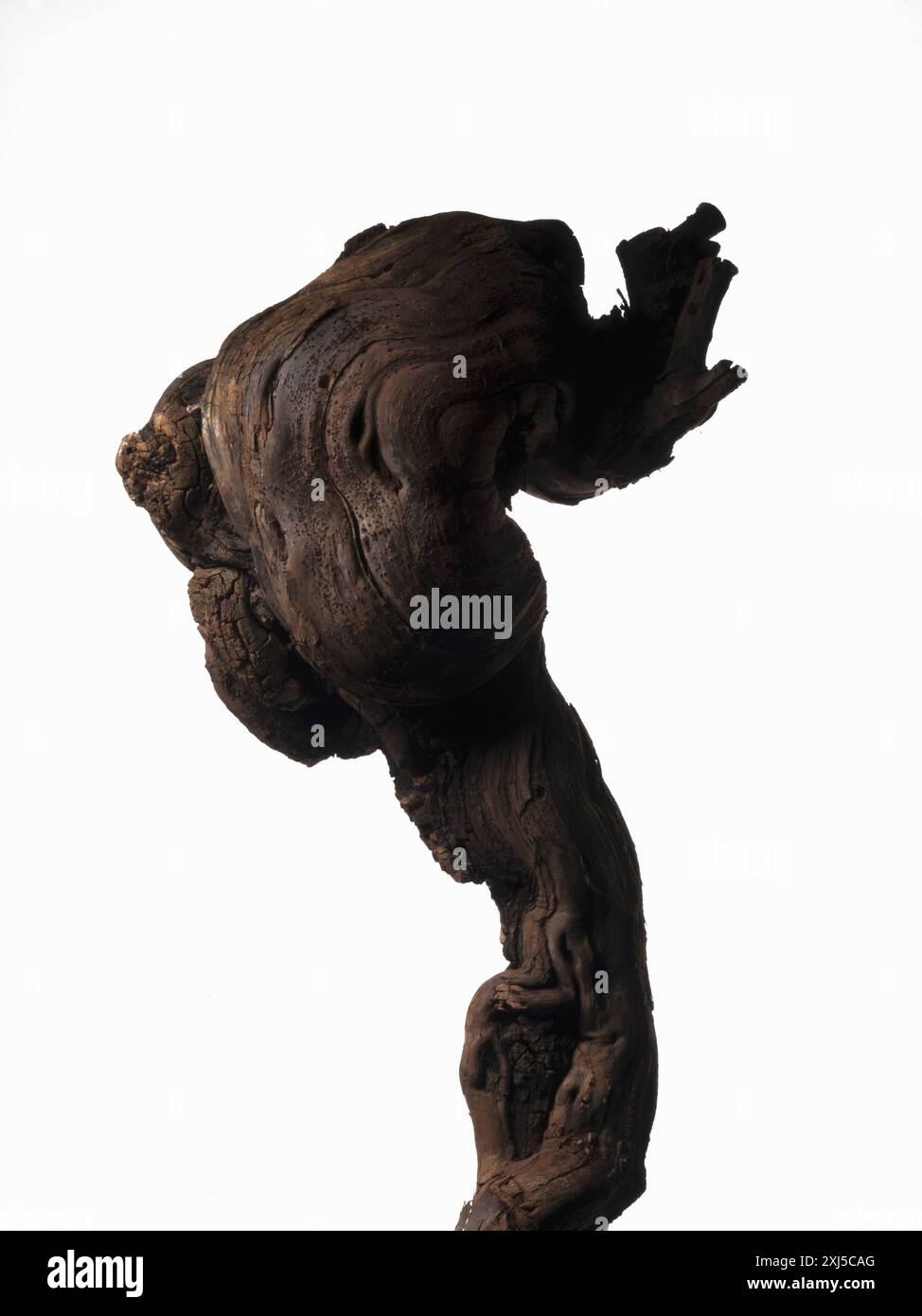 Vine tree cut out hi-res stock photography and images - Alamy