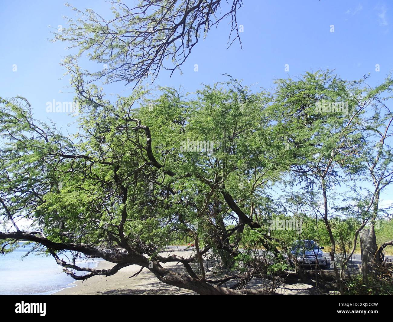 kiawe (Neltuma pallida) Plantae Stock Photo - Alamy