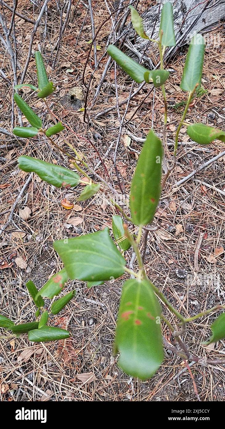 Snowbrush Ceanothus (Ceanothus velutinus) Plantae Stock Photo - Alamy