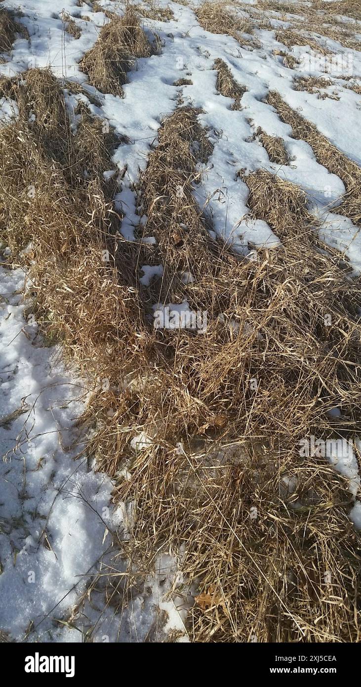 Smooth Brome (Bromus inermis) Plantae Stock Photo - Alamy