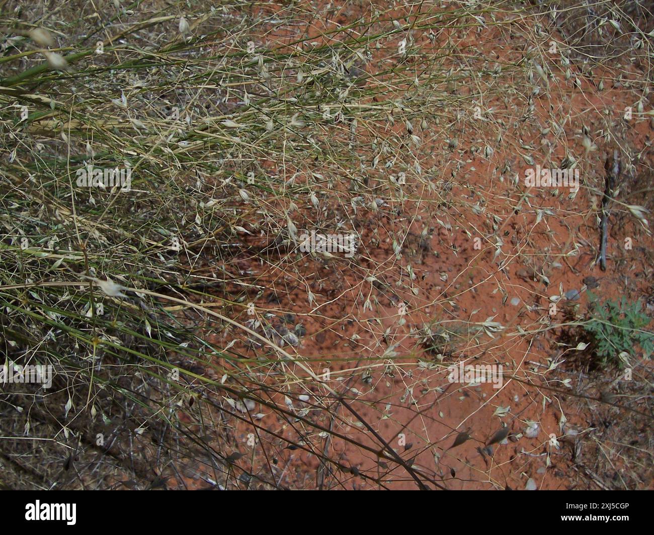 Sand Ricegrass (Eriocoma hymenoides) Plantae Stock Photo - Alamy