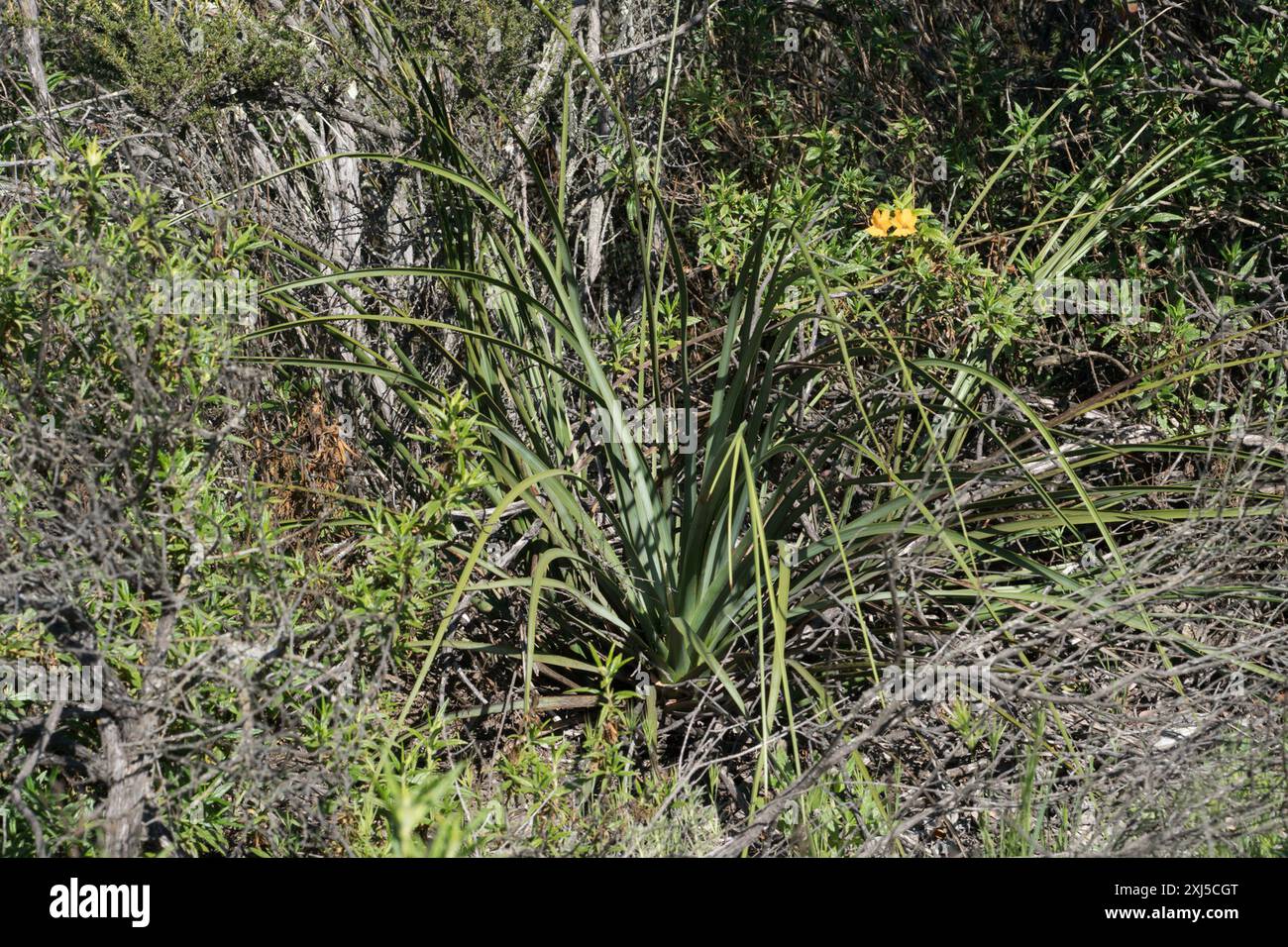 chaparral yucca (Hesperoyucca whipplei) Plantae Stock Photo - Alamy