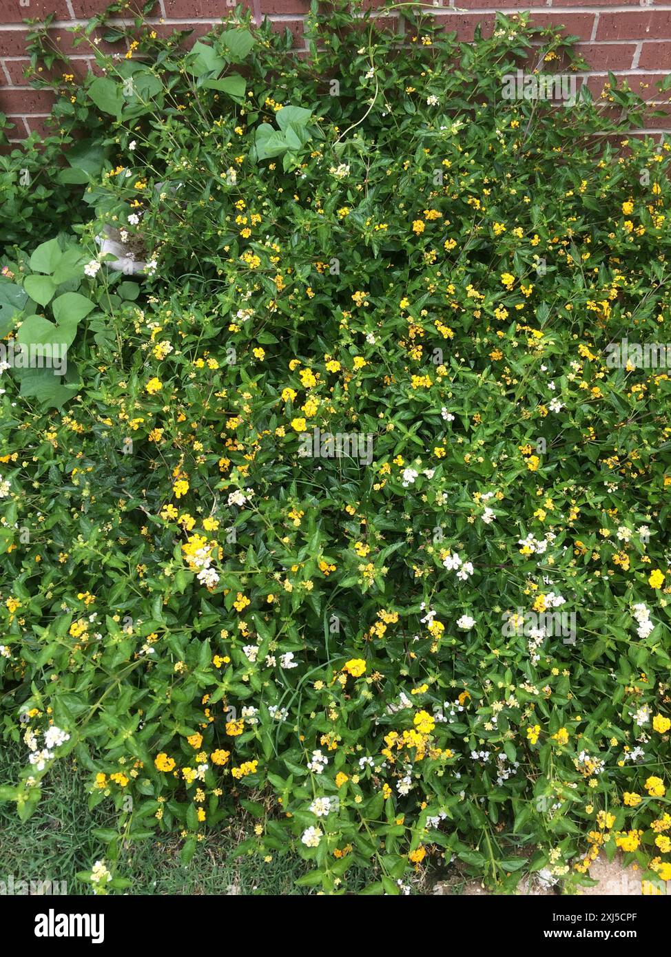 lantanas (Lantana) Plantae Stock Photo - Alamy