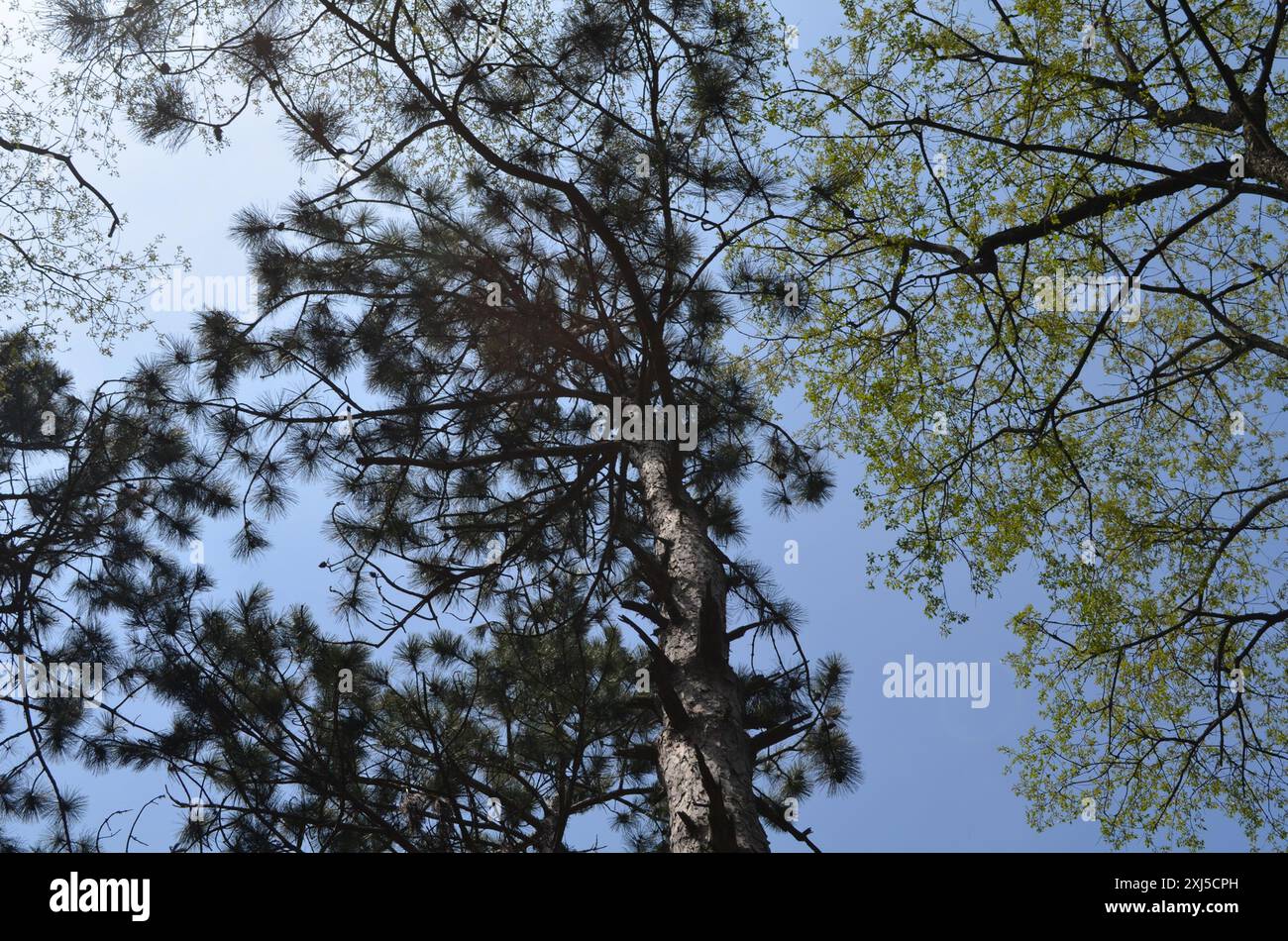 hard pines (Pinus) Plantae Stock Photo - Alamy