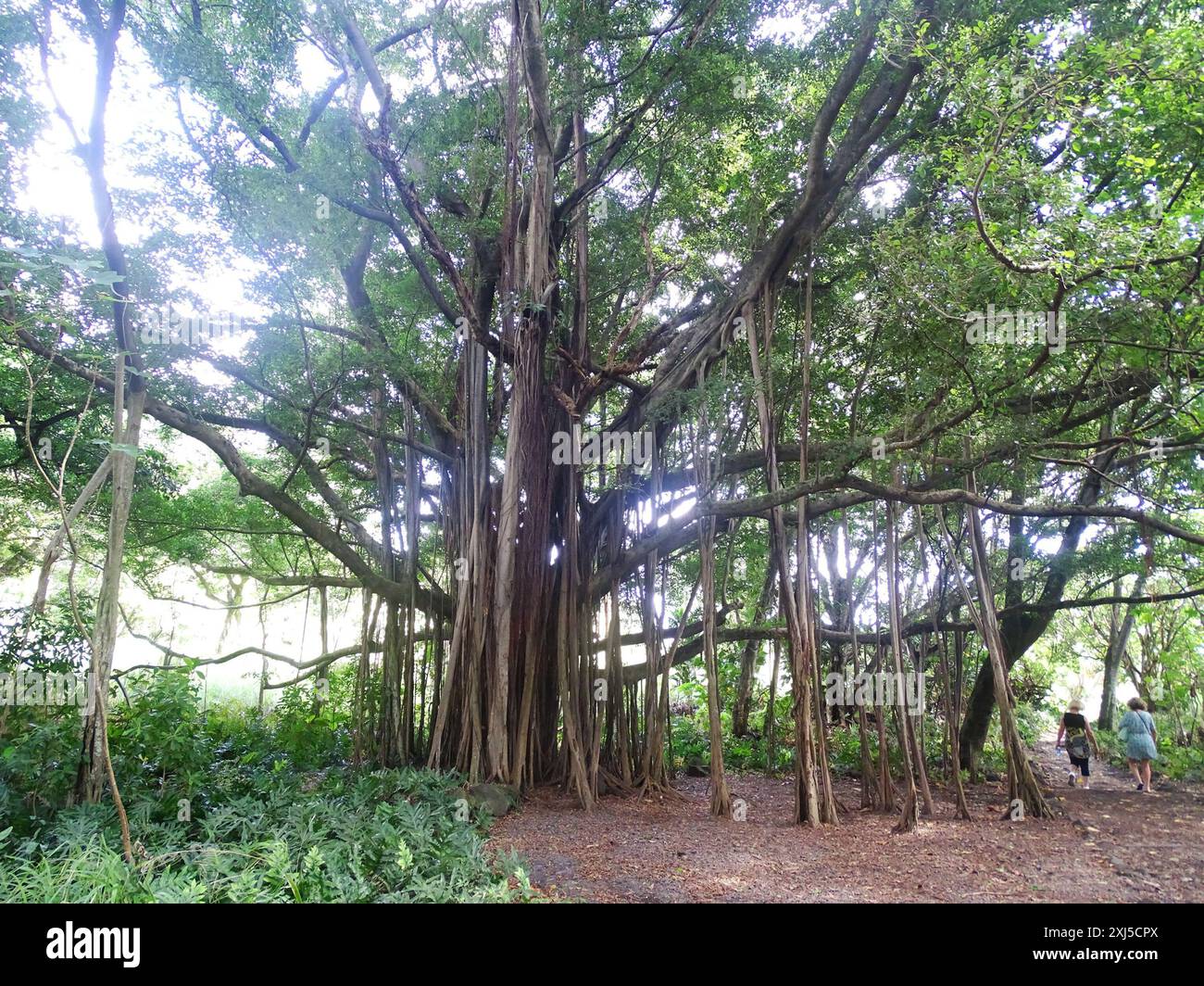 Chinese banyan (Ficus microcarpa) Plantae Stock Photo - Alamy