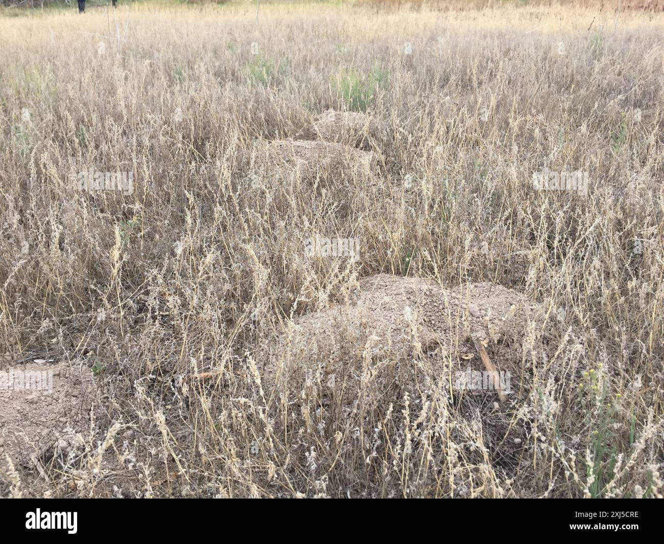 Yellow faced gopher hi-res stock photography and images - Alamy