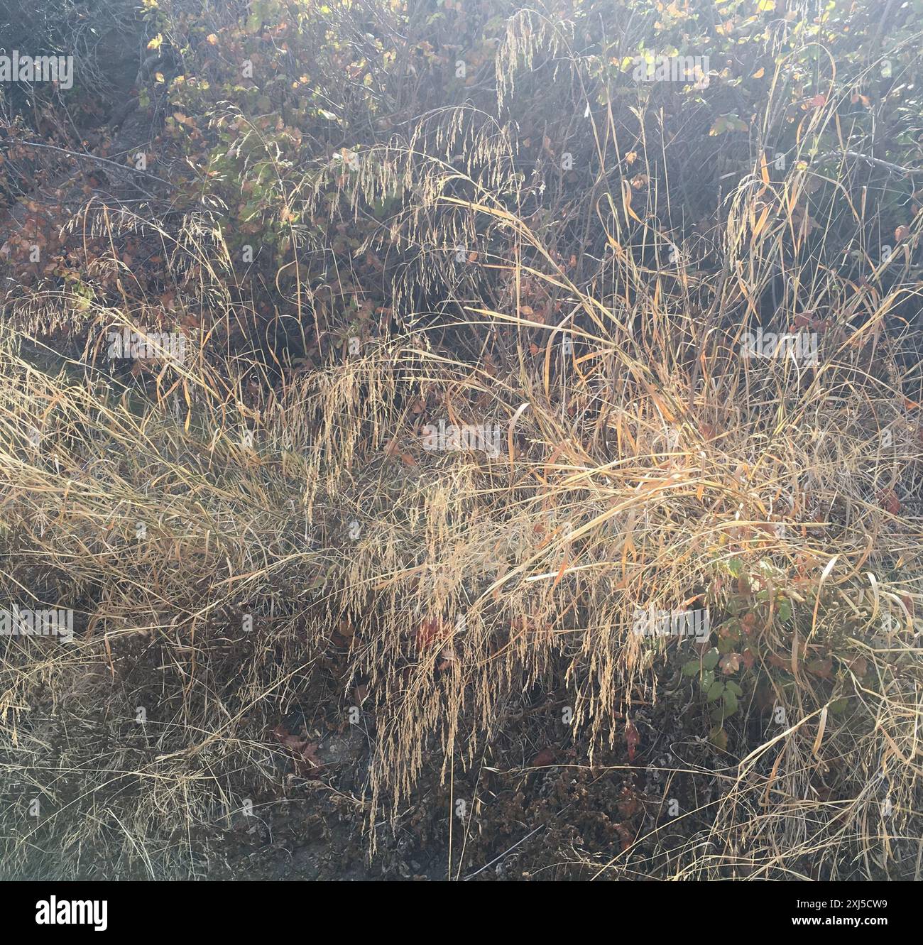 Smilo Grass (Oloptum miliaceum) Plantae Stock Photo - Alamy