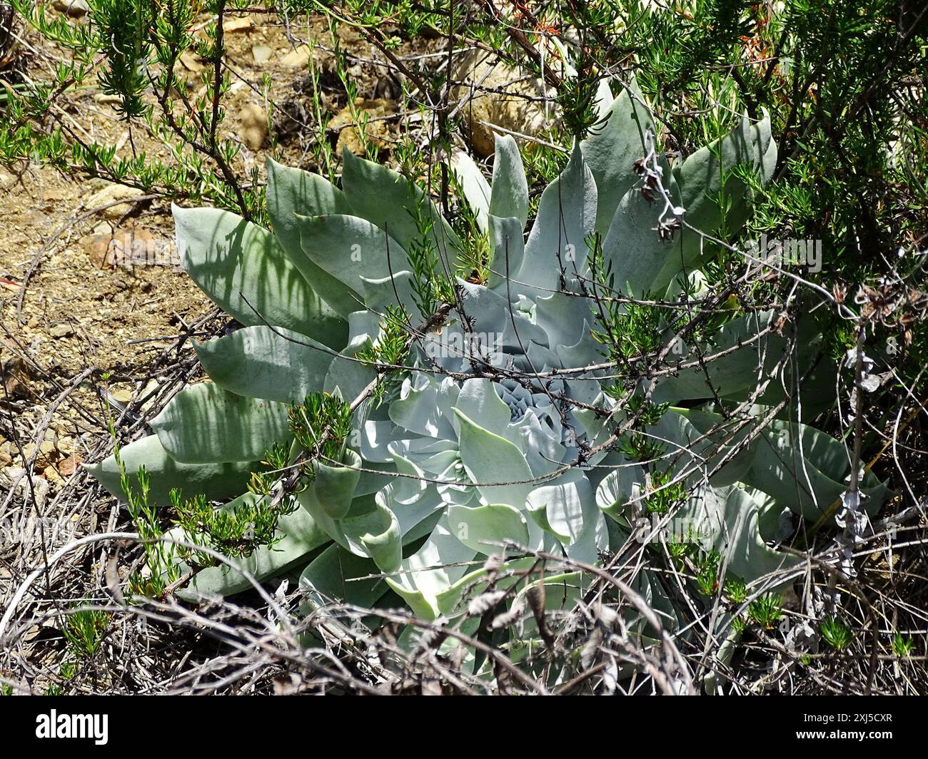 Chalk Dudleya (Dudleya pulverulenta) Plantae Stock Photo - Alamy