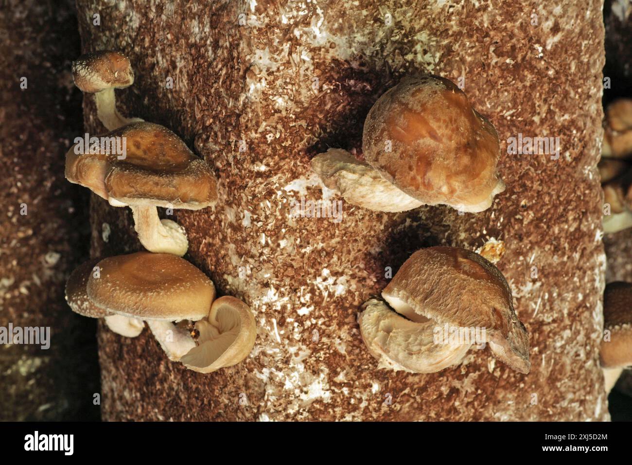 Shiitake mushrooms growing on a tree Stock Photo - Alamy