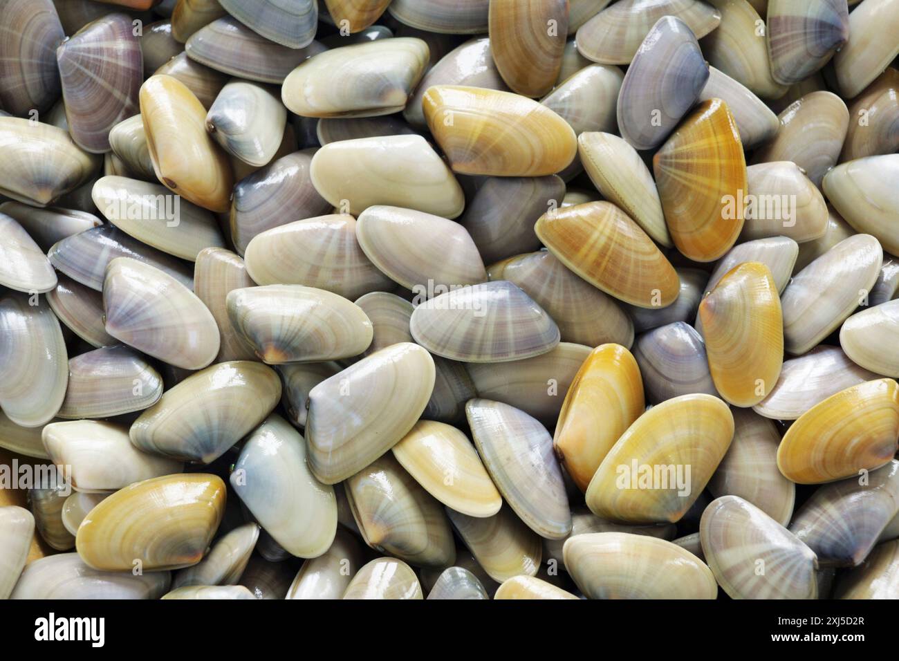 Tellin shell hi-res stock photography and images - Alamy