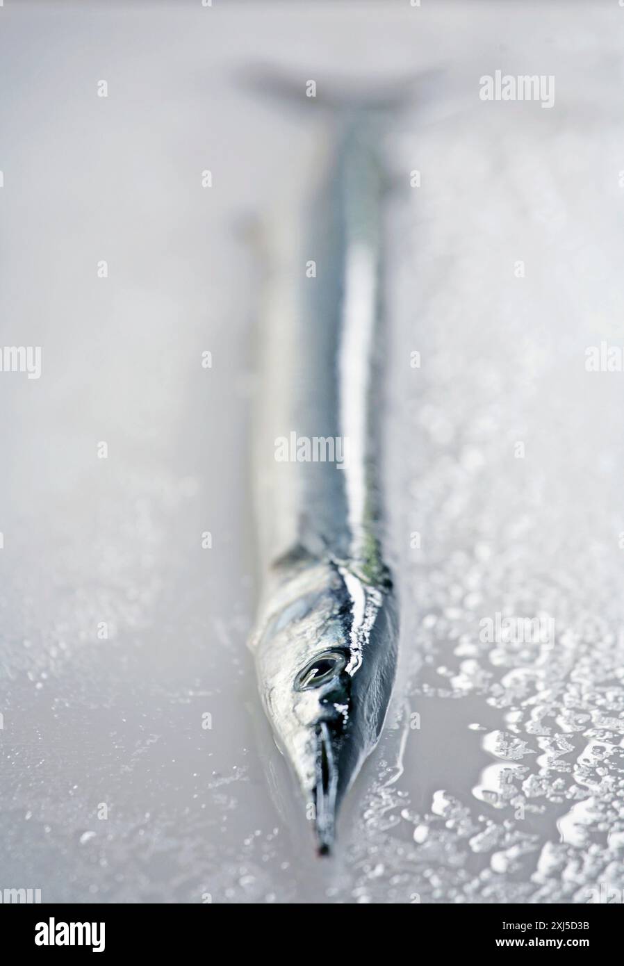 Garfish hi-res stock photography and images - Alamy
