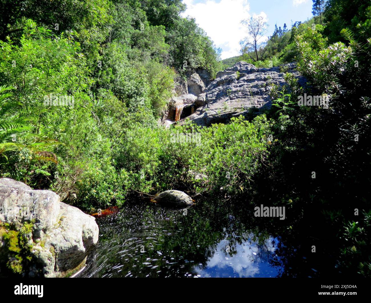king fern (Todea barbara) Plantae Stock Photo - Alamy