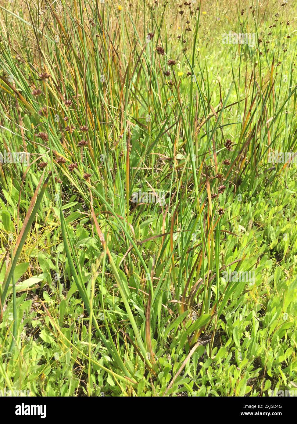 irisleaf rush (Juncus xiphioides) Plantae Stock Photo - Alamy