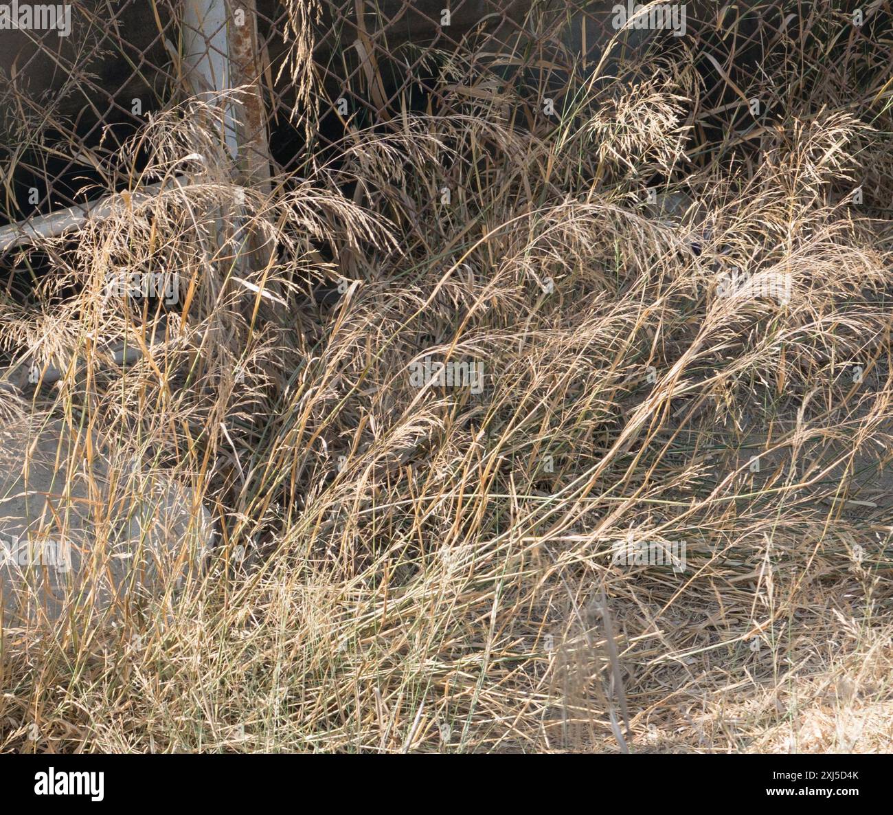 Smilo Grass (Oloptum miliaceum) Plantae Stock Photo - Alamy