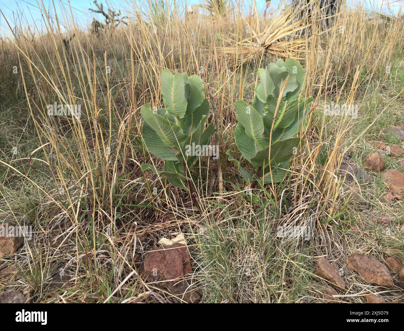 broadleaf milkweed (Asclepias latifolia) Plantae Stock Photo - Alamy