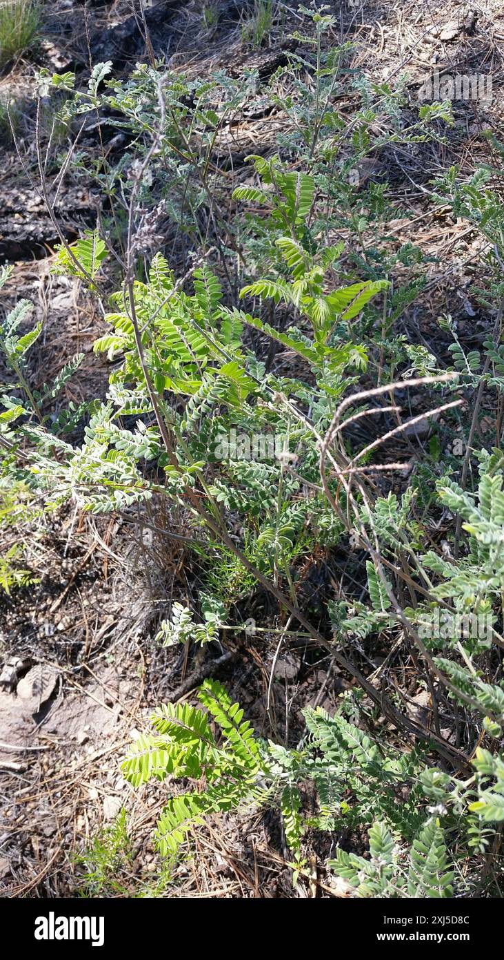 leadplant (Amorpha canescens) Plantae Stock Photo - Alamy