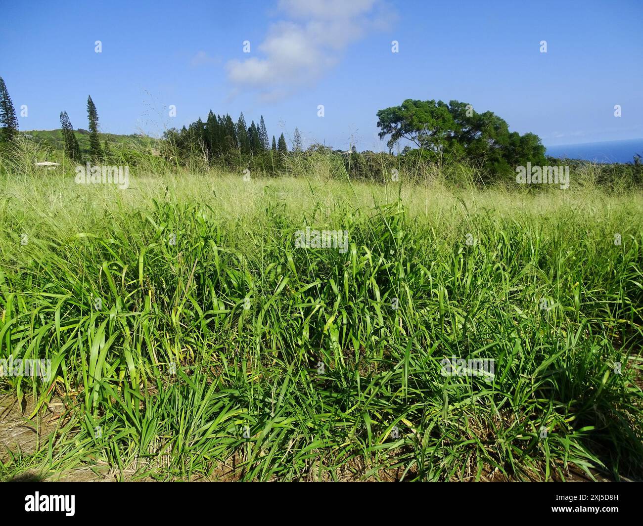 guinea grass (Megathyrsus maximus) Plantae Stock Photo - Alamy