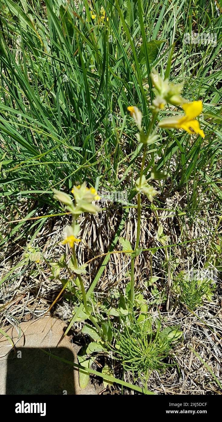 seep monkeyflower (Erythranthe guttata) Plantae Stock Photo - Alamy