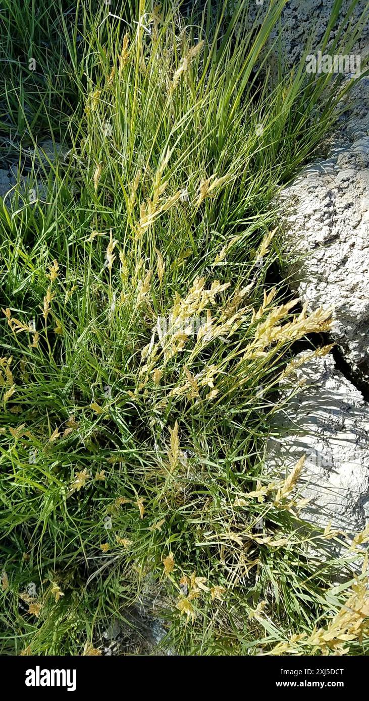 Saltgrass (Distichlis spicata) Plantae Stock Photo - Alamy