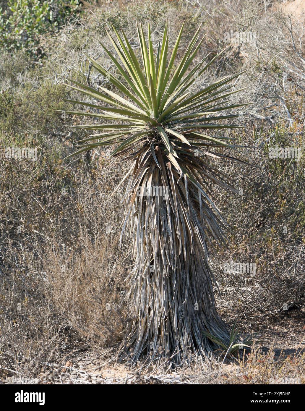 Mojave Yucca (Yucca schidigera) Plantae Stock Photo - Alamy