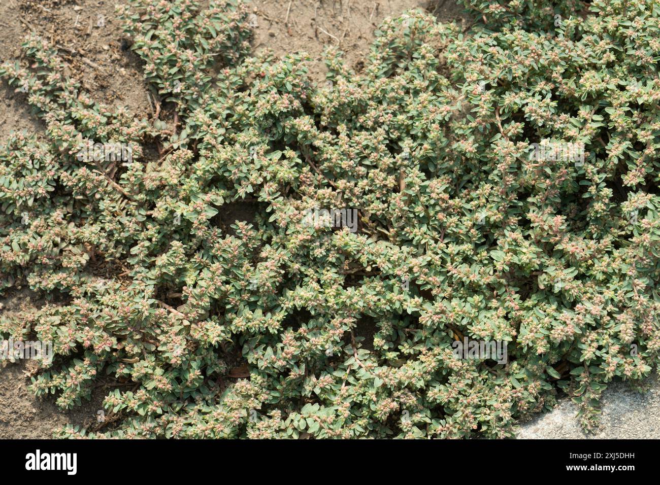 Spotted spurge (Euphorbia maculata) Plantae Stock Photo - Alamy