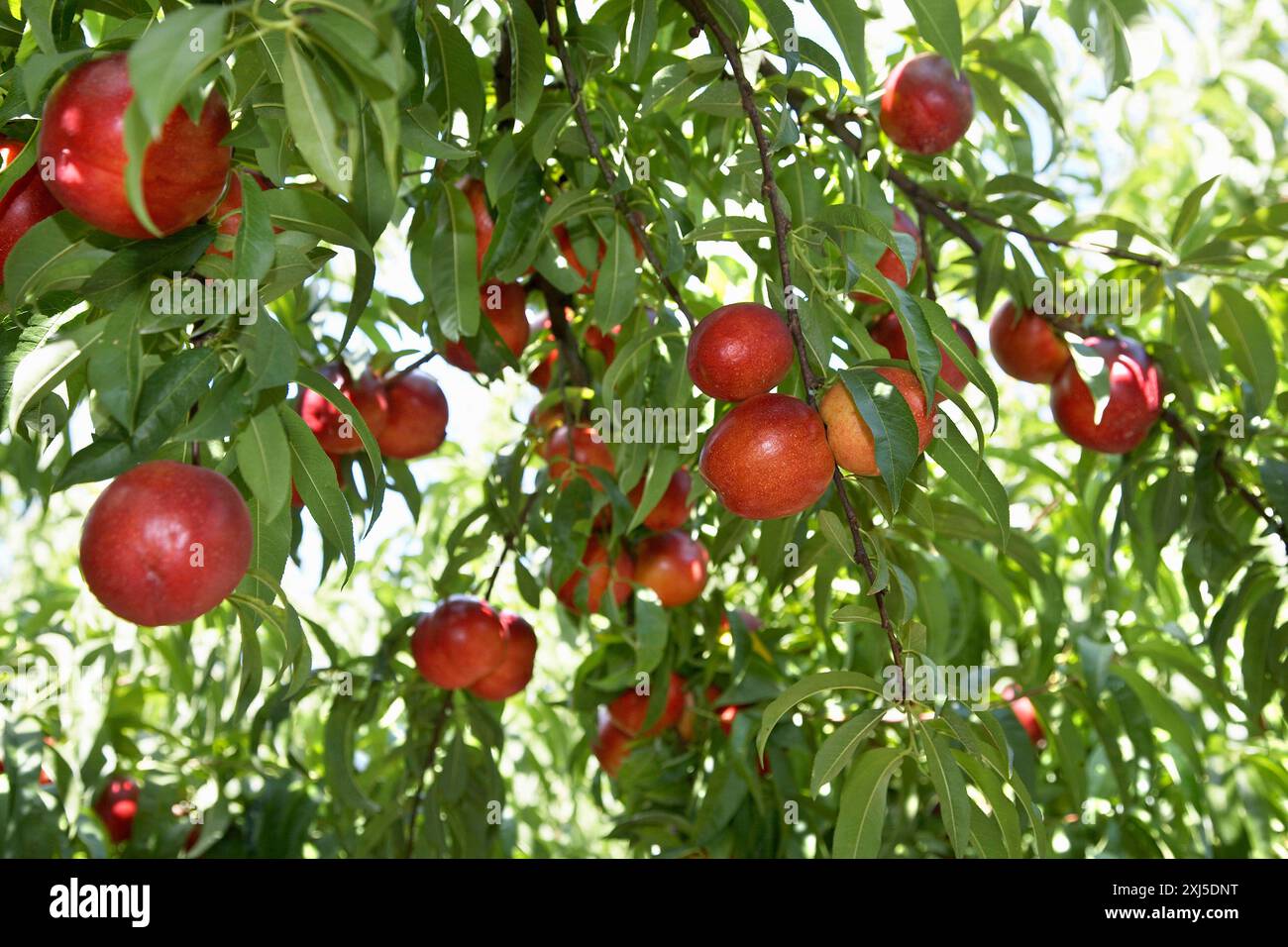 Nectarines on the tree Stock Photo - Alamy