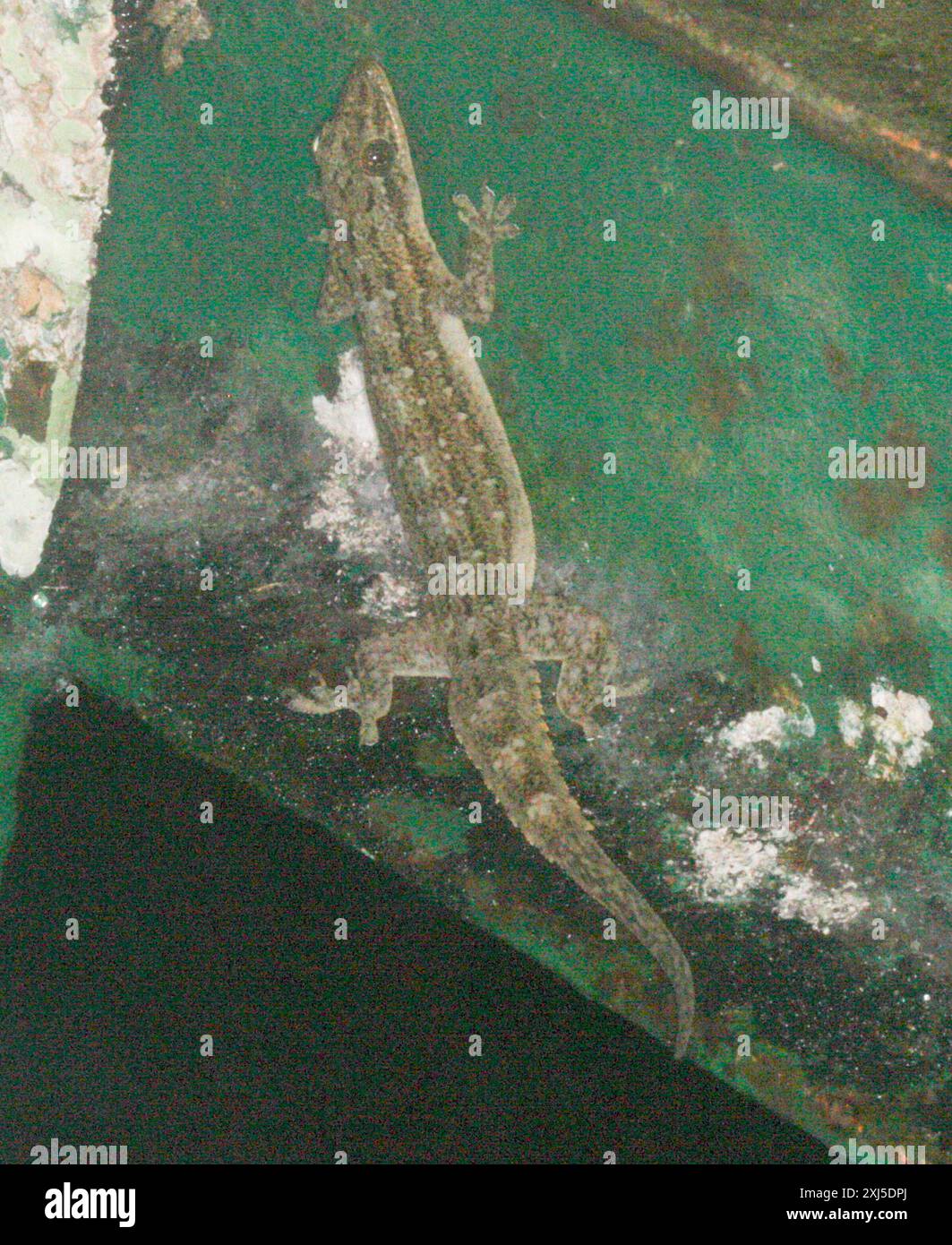 Indo-Pacific House Gecko (Hemidactylus garnotii) Reptilia Stock Photo ...