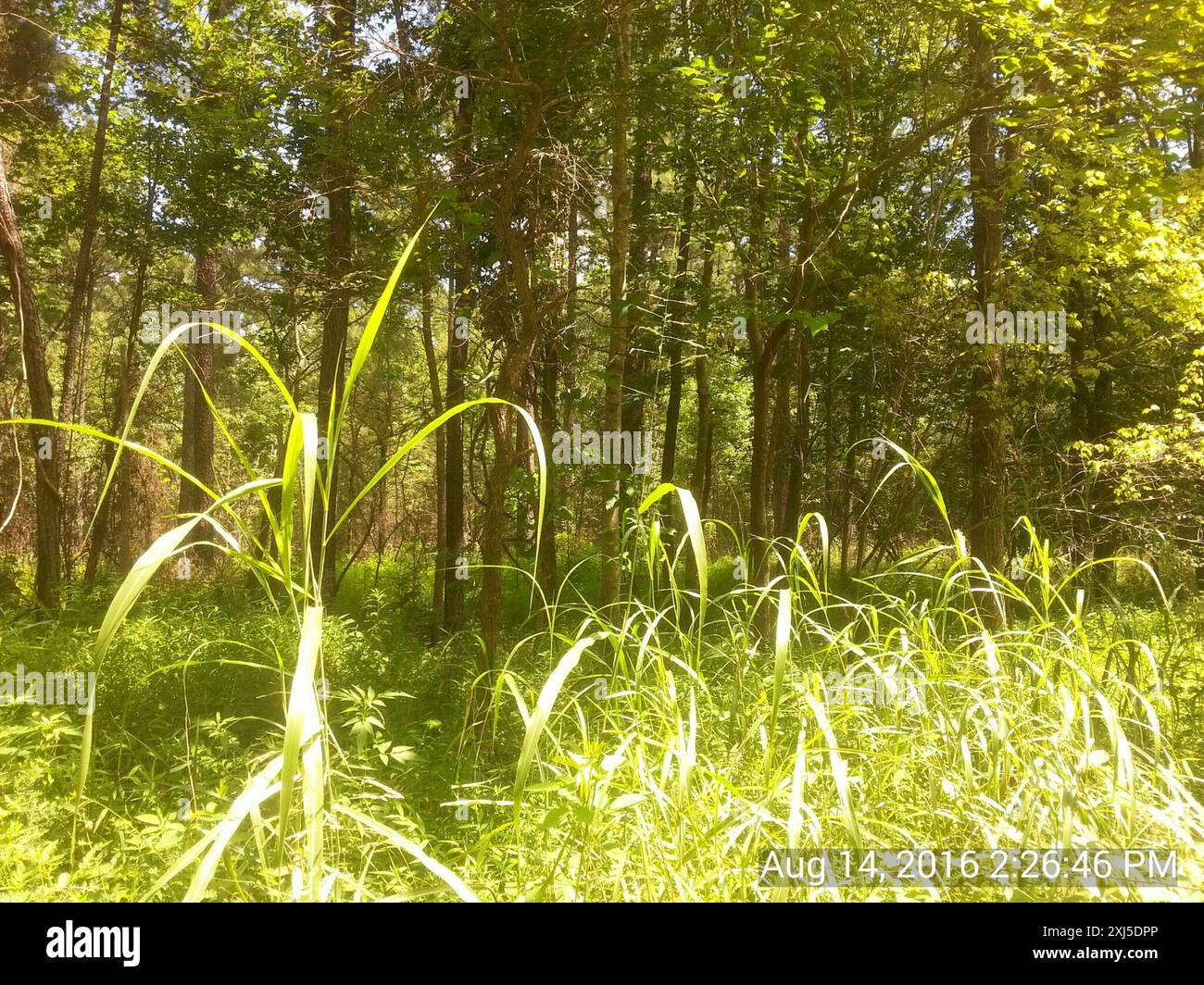 Johnson grass (Sorghum halepense) Plantae Stock Photo - Alamy