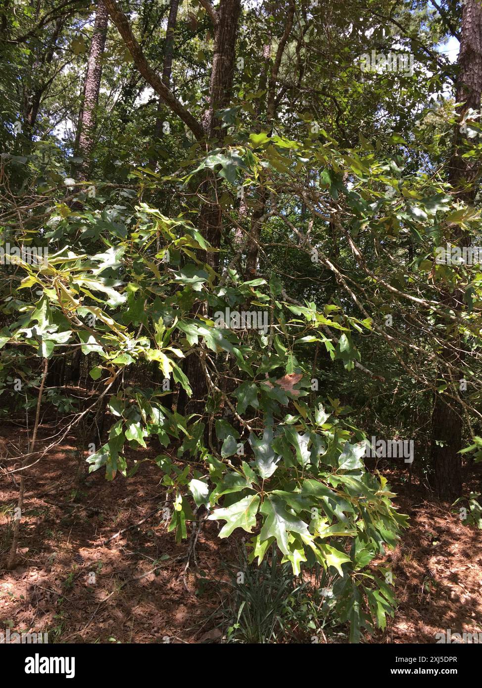 southern red oak (Quercus falcata) Plantae Stock Photo - Alamy