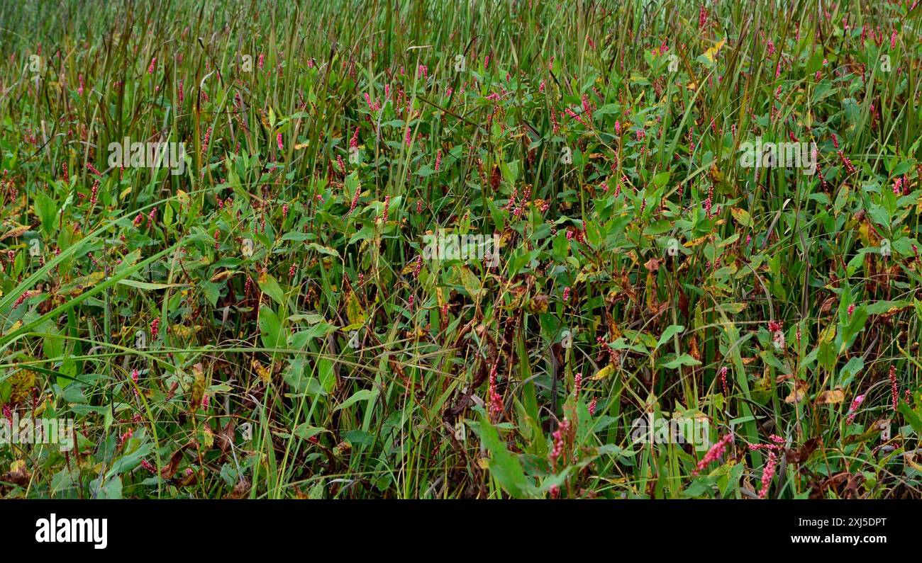 longroot smartweed (Persicaria amphibia emersa) Plantae Stock Photo - Alamy