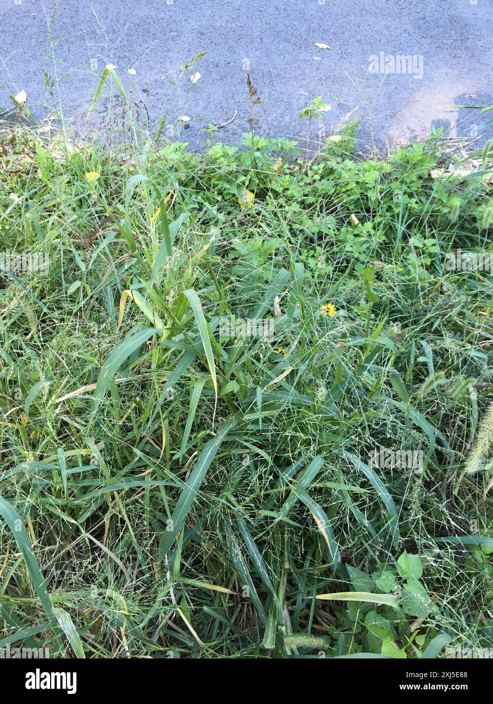 Smooth Witchgrass (Panicum dichotomiflorum) Plantae Stock Photo - Alamy