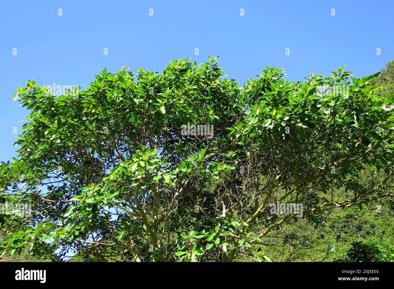 Cape Fig (Ficus sur) Plantae Stock Photo - Alamy