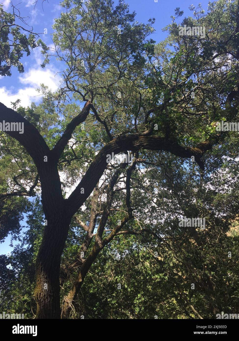 valley oak (Quercus lobata) Plantae Stock Photo - Alamy