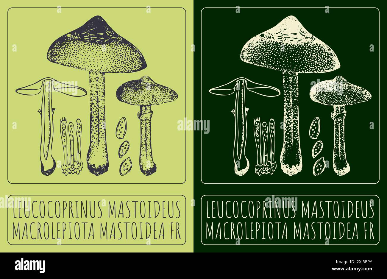 Vector drawing LEUCOCOPRINUS MASTOIDEUS. Hand drawn illustration. The ...