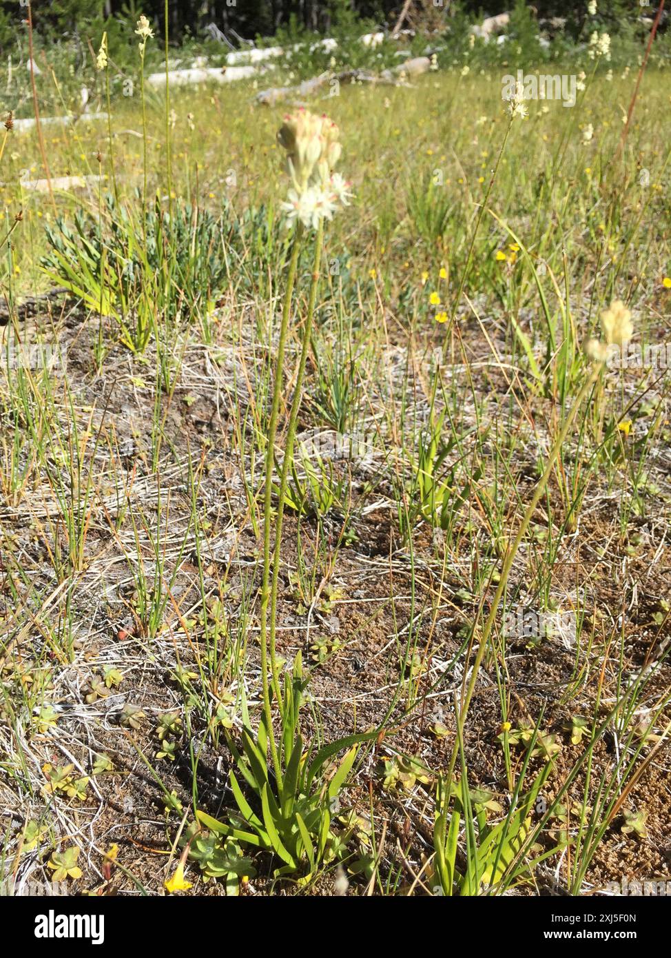western false asphodel (Triantha occidentalis) Plantae Stock Photo - Alamy