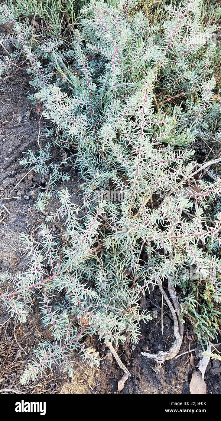 Woolly Seablite (Suaeda taxifolia) Plantae Stock Photo - Alamy